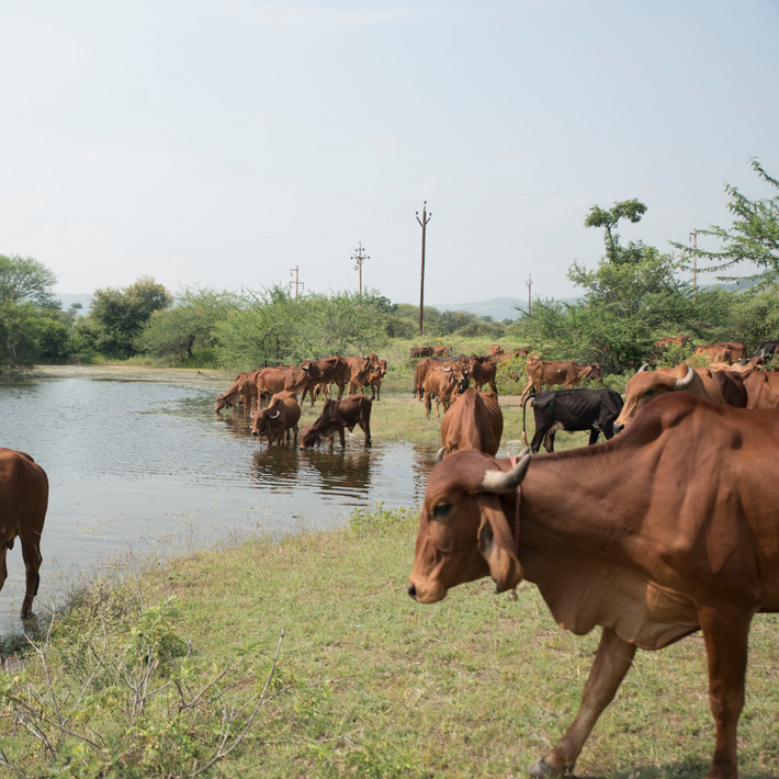 Fresh Desi Gir Cow A2 Milk delivered straight to your doorstep ...
